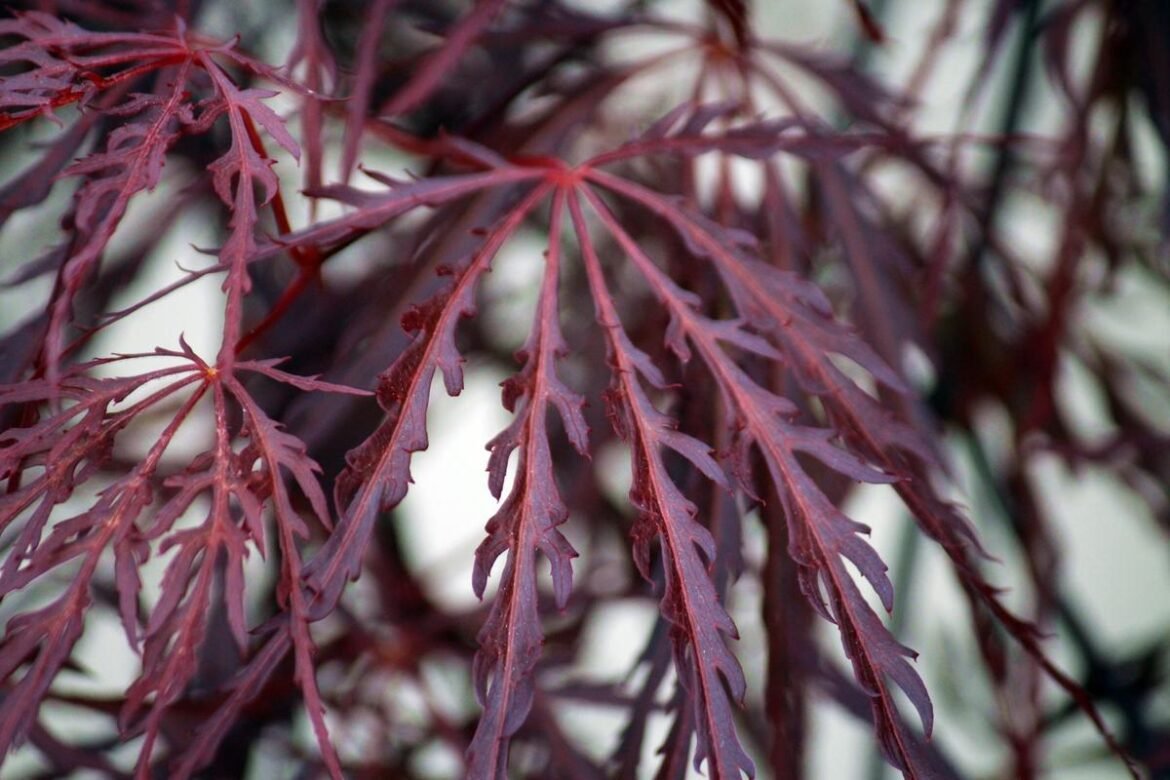 Crimson Queen Japanese Maple Tree | All You Need To Know