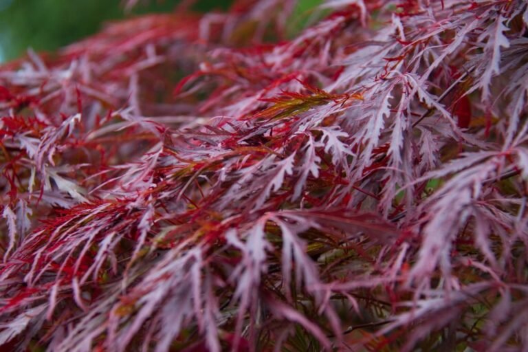 Crimson Queen Japanese Maple Tree | All You Need To Know