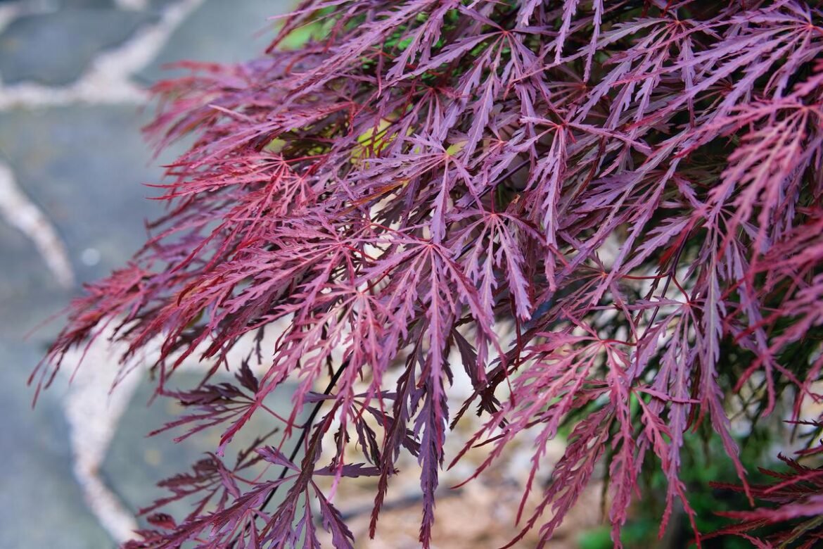 Crimson Queen Japanese Maple Tree | All You Need To Know