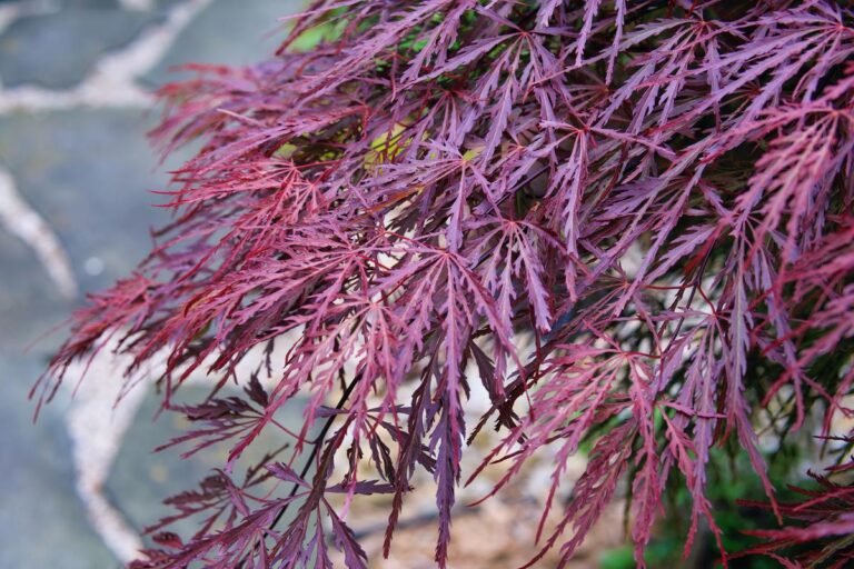 Crimson Queen Japanese Maple Tree | All You Need To Know