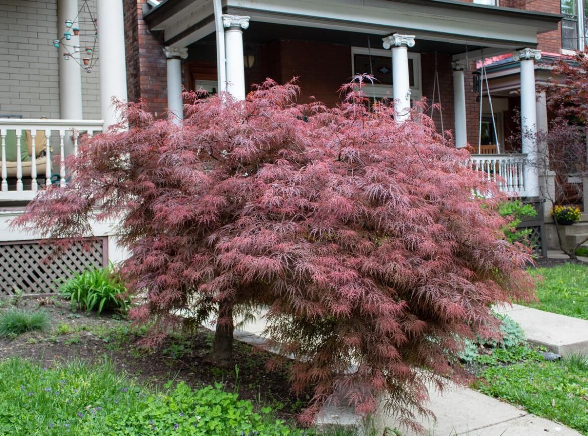Crimson Queen Japanese Maple Tree | All You Need To Know