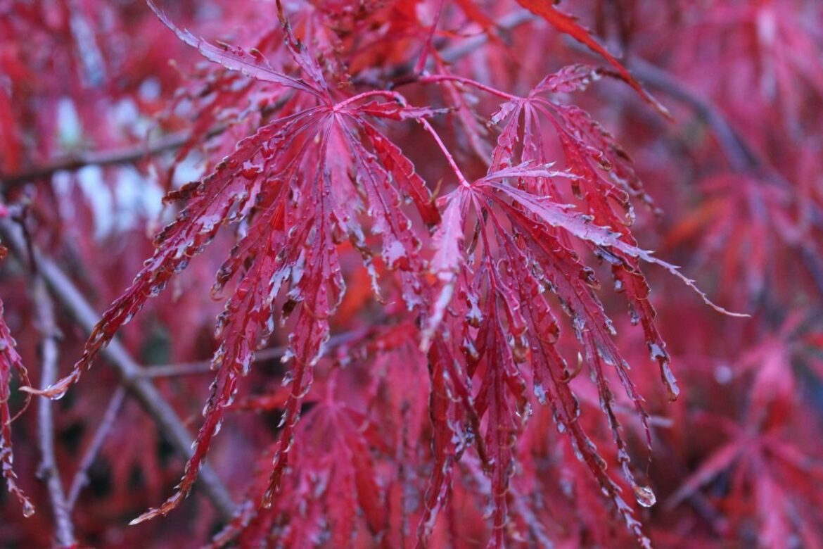 Crimson Queen Japanese Maple Tree | All You Need To Know