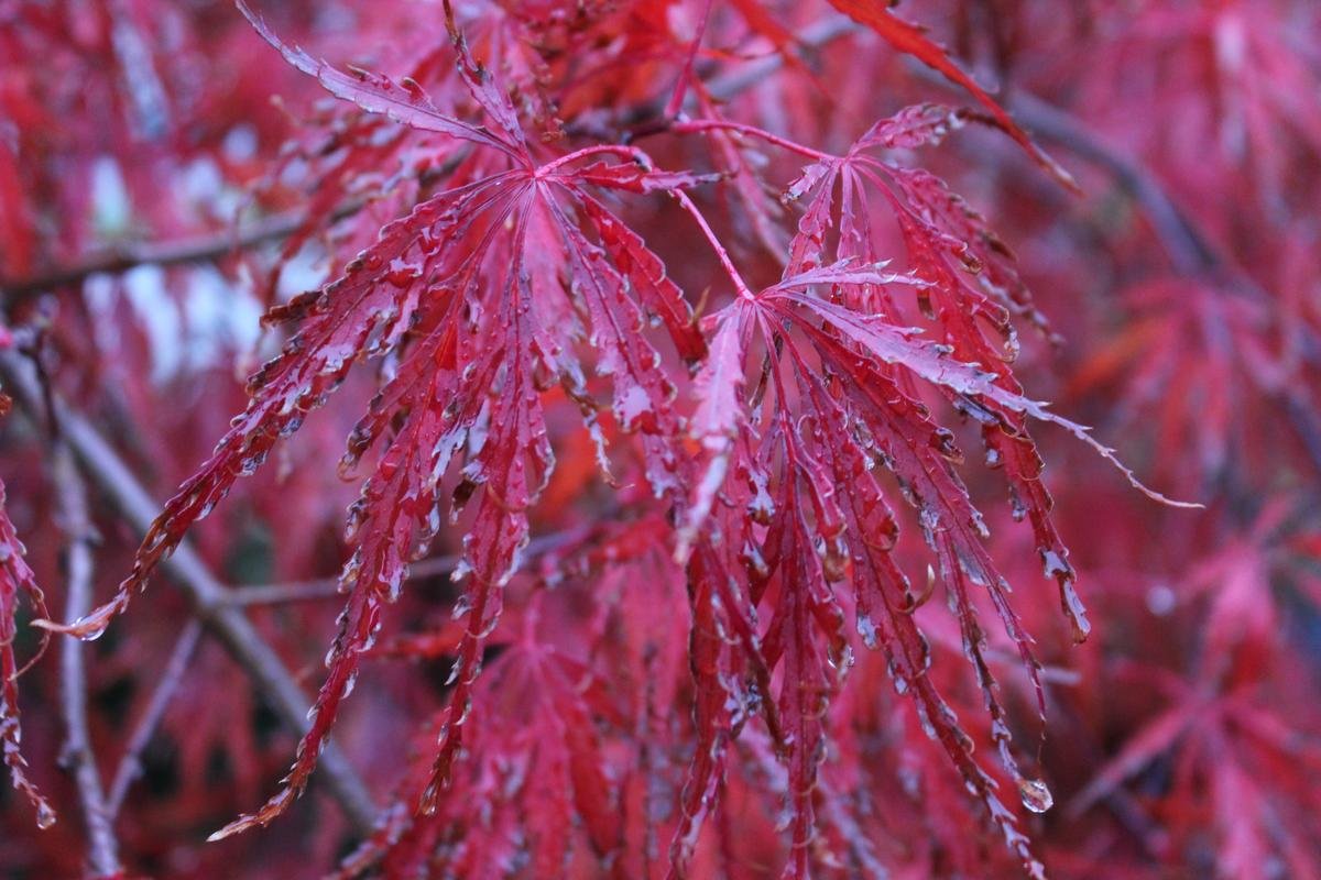 Crimson Queen Japanese Maple Tree | All You Need To Know