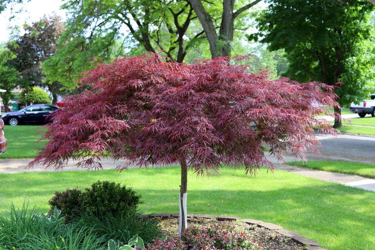 Crimson Queen Japanese Maple Tree | All You Need To Know