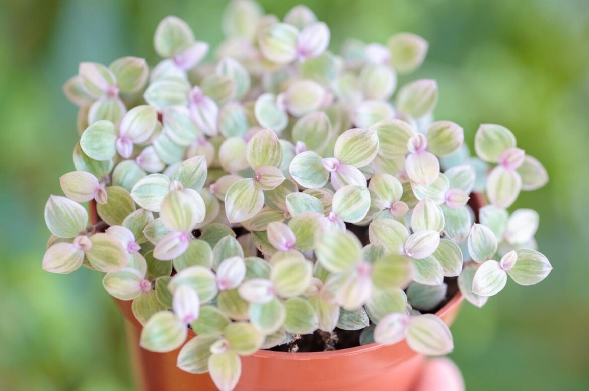 Tradescantia Pink Panther - Callisia Repens | How to Grow n Care