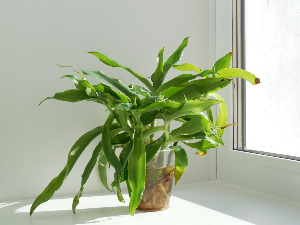 Callisia Fragrans Care: Secret to Growing a Beautiful Medicinal Basket ...