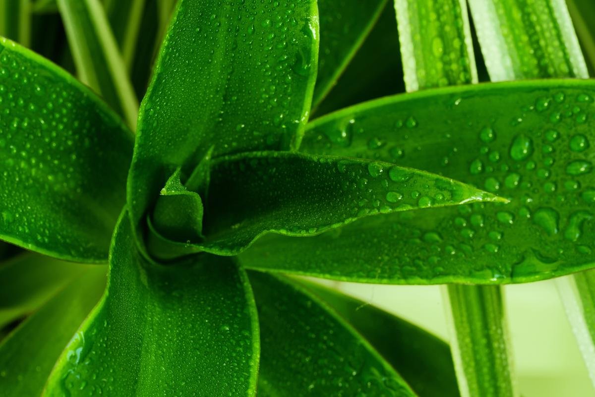Callisia Fragrans Care: Secret to Growing a Beautiful Medicinal Basket ...