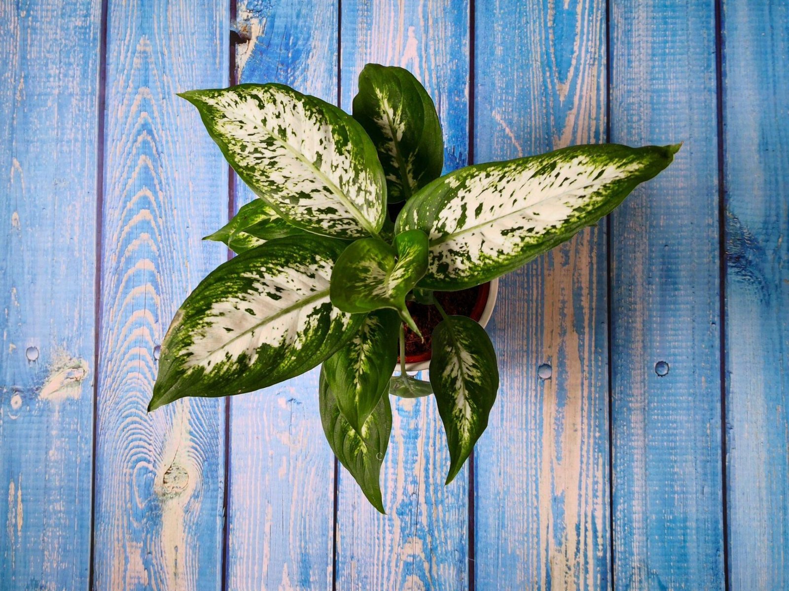 Exploring 7 Best Types of Dieffenbachia Varieties | Dumb Cane - Home ...