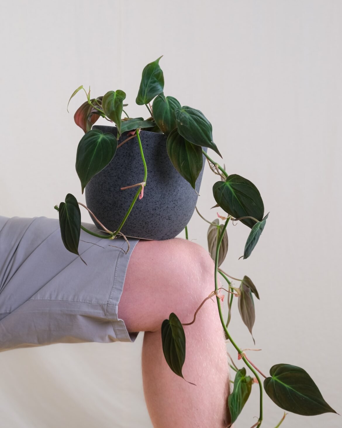 Ultimate Philodendron Micans Care Guide: Healthy and Happy Plant Care ...