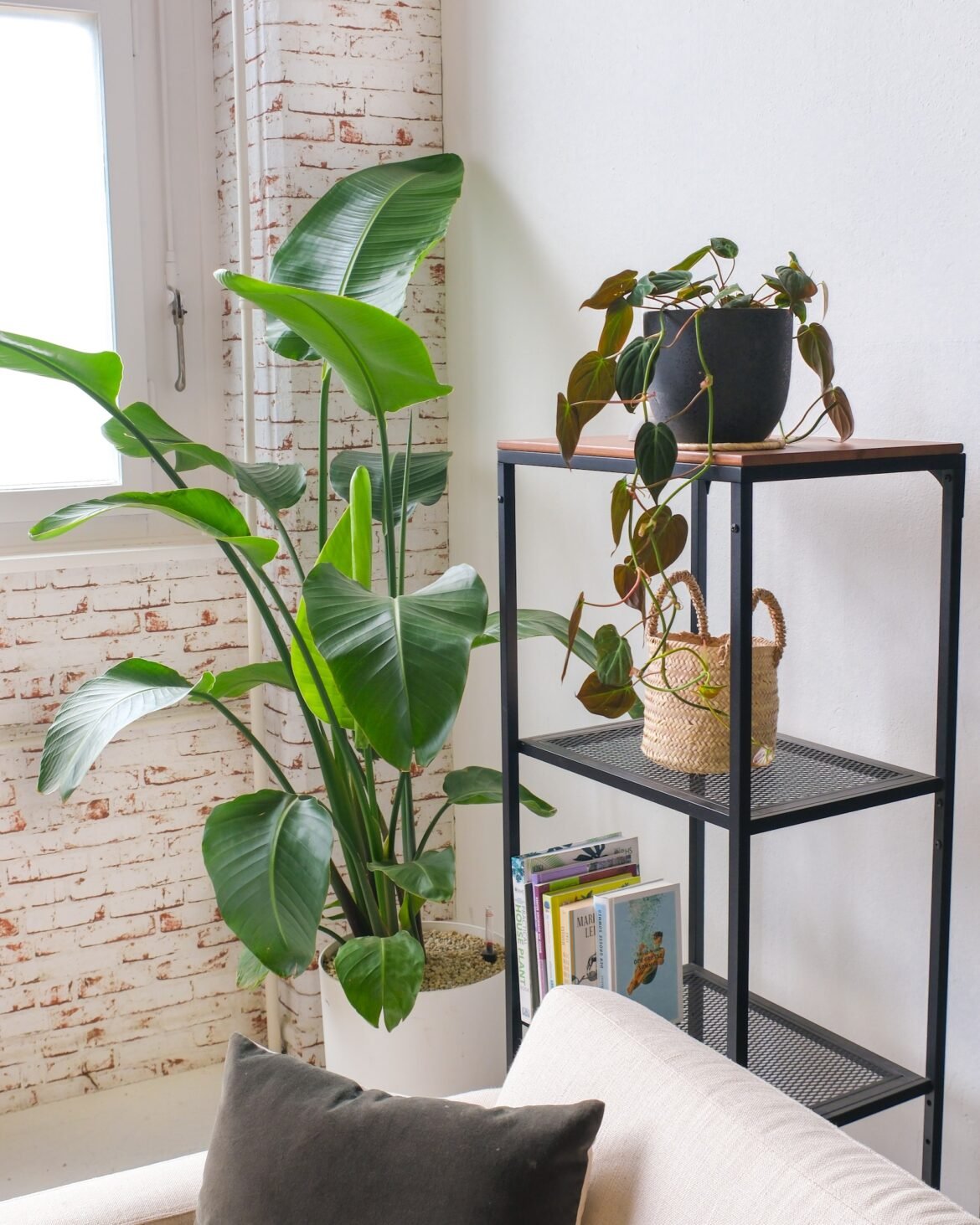 Ultimate Philodendron Micans Care Guide: Healthy and Happy Plant Care ...