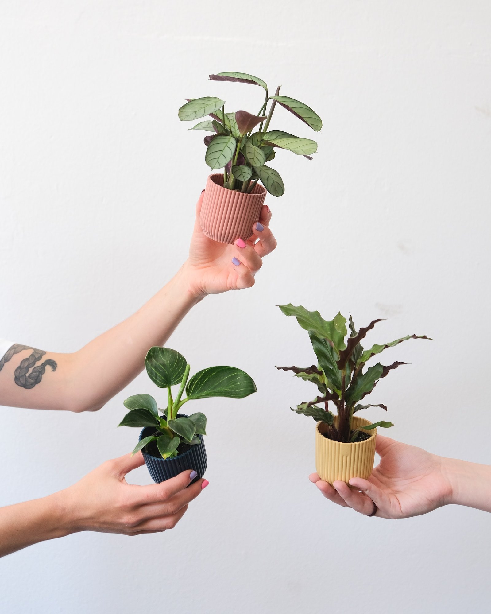 Ultimate Philodendron Micans Care Guide: Healthy and Happy Plant Care ...