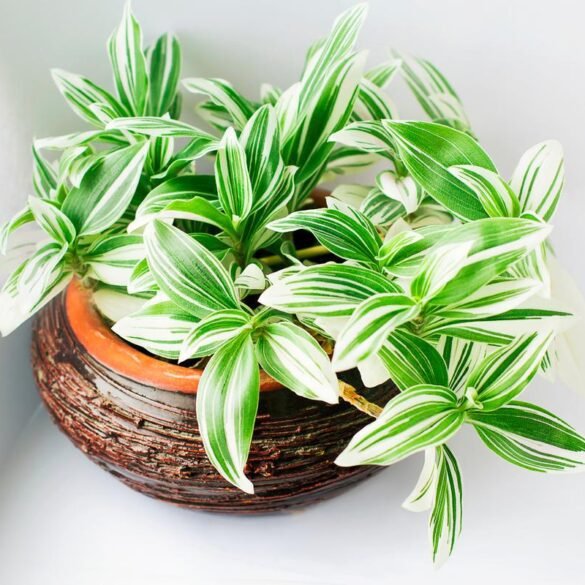 Fire Chief Arborvitae Care Guide: A Stunning Dwarf Evergreen with ...