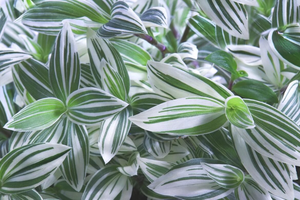 9 Secrets of Lush Tradescantia Fluminensis Plant Care! Wandering Jew