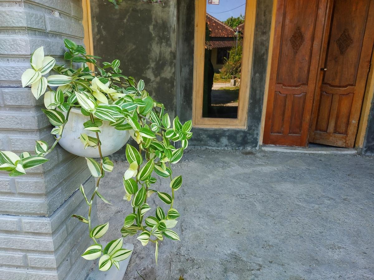 9 Secrets of Lush Tradescantia Fluminensis Plant Care! Wandering Jew