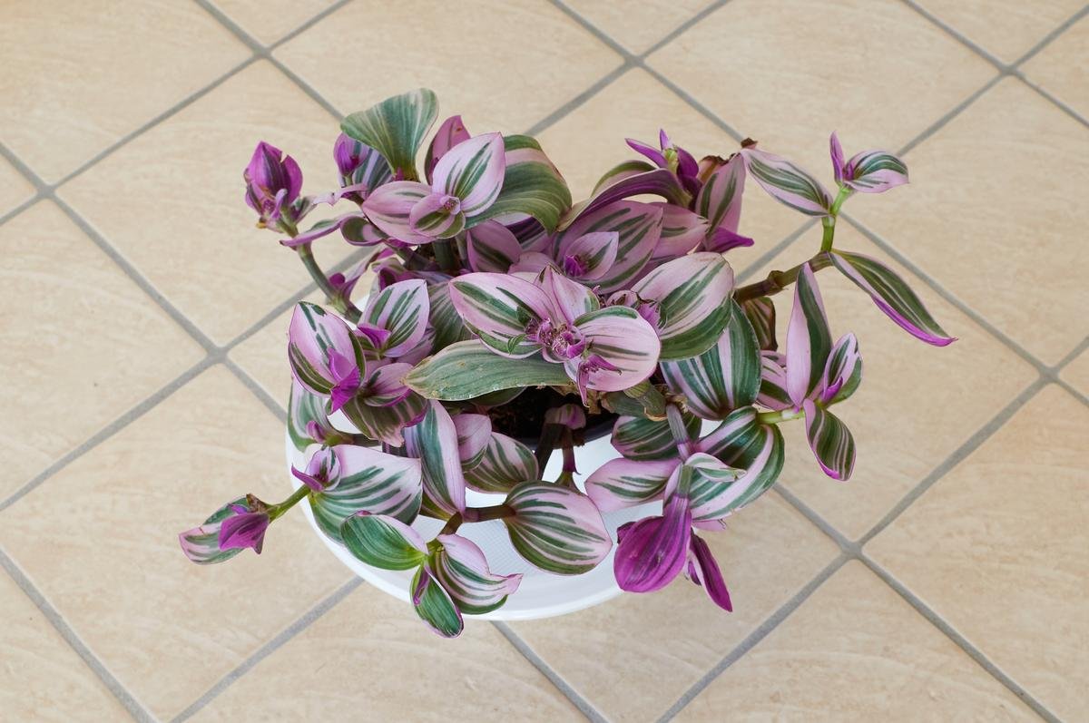 Mastering the Magical Art of Tradescantia Nanouk Care And Propagation