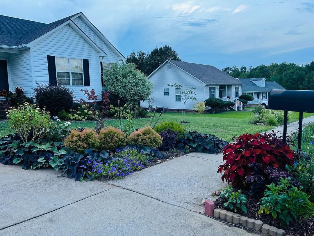 Fire Chief Arborvitae Care Guide: A Stunning Dwarf Evergreen with ...