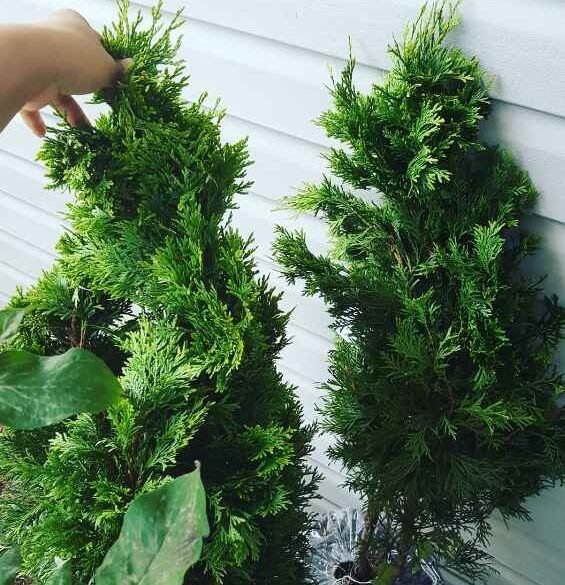 Fire Chief Arborvitae Care Guide: A Stunning Dwarf Evergreen with ...