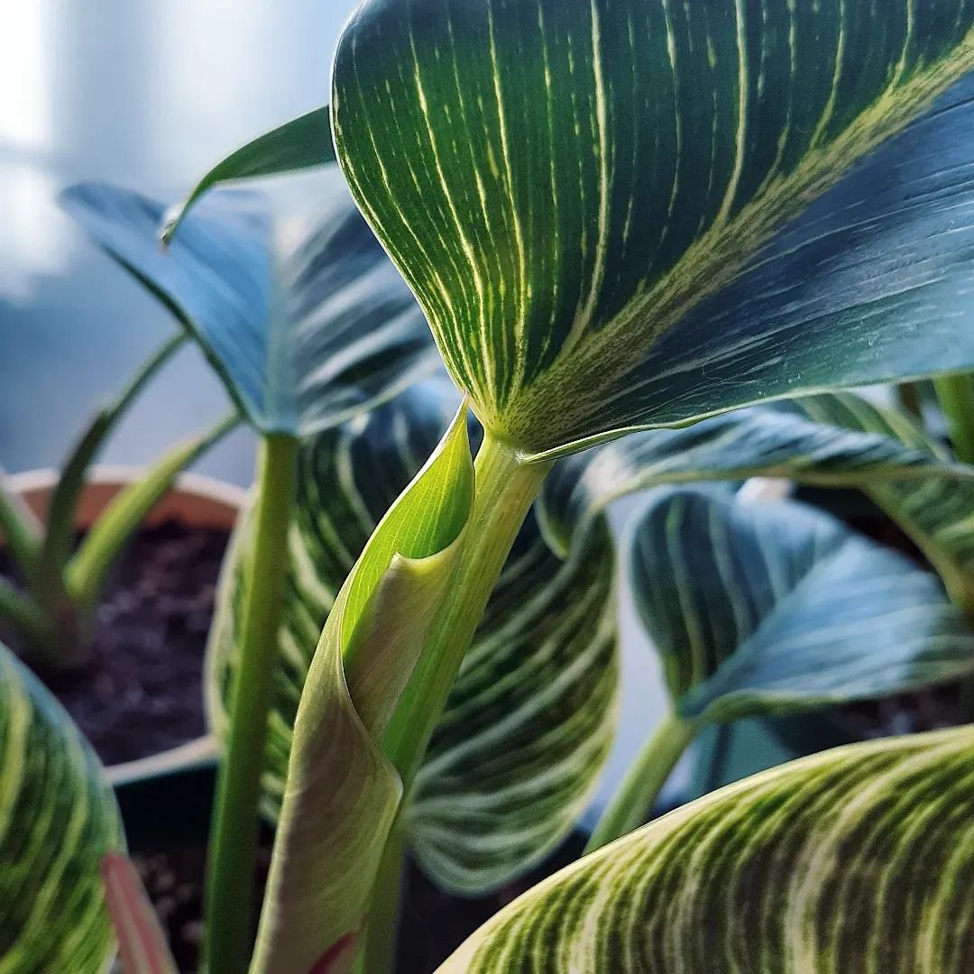 Essential Philodendron Birkin Care Guide 2023: Growing and Caring for ...