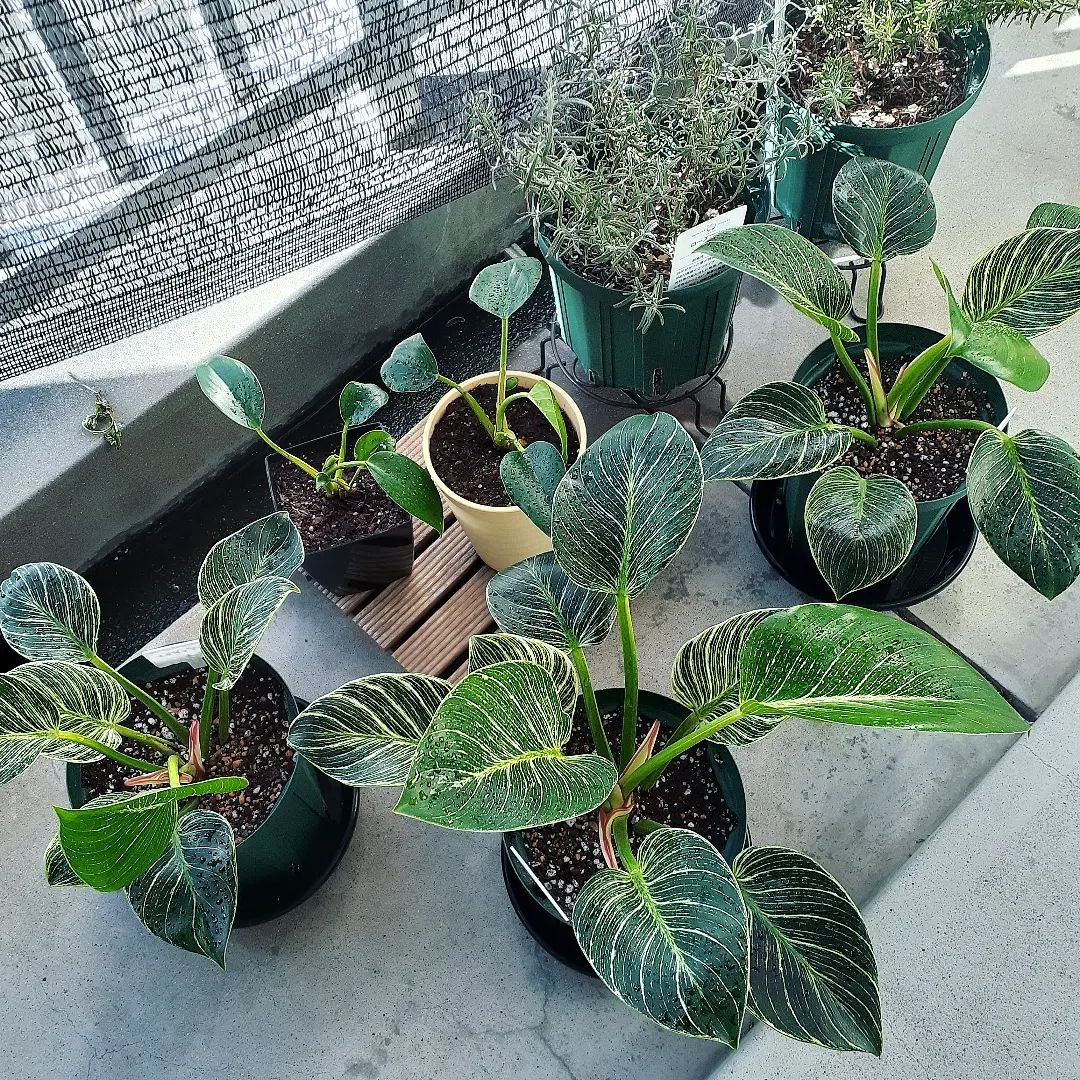 Essential Philodendron Birkin Care Guide 2023: Growing and Caring for ...
