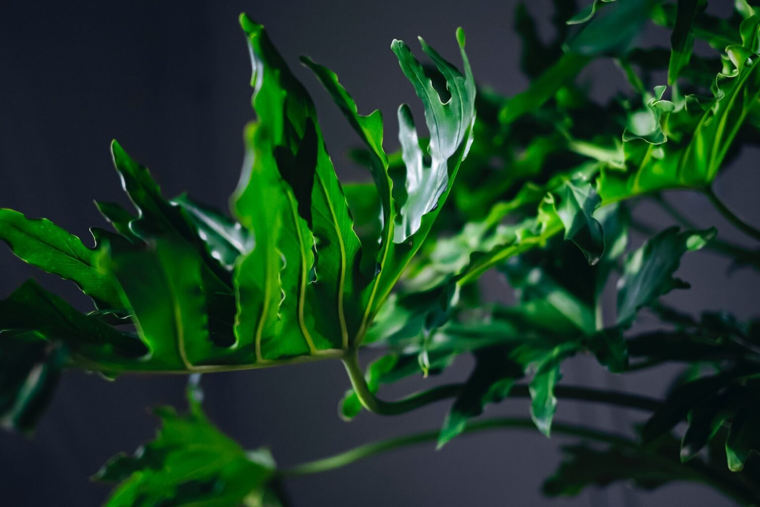 Ultimate Tree Philodendron Care Guide: Why You Should Choose ...
